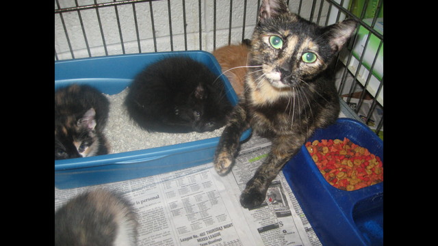 Silly (mom) & Skitters (babies) by The Boyd Foundation ~ Ruin Creek ...