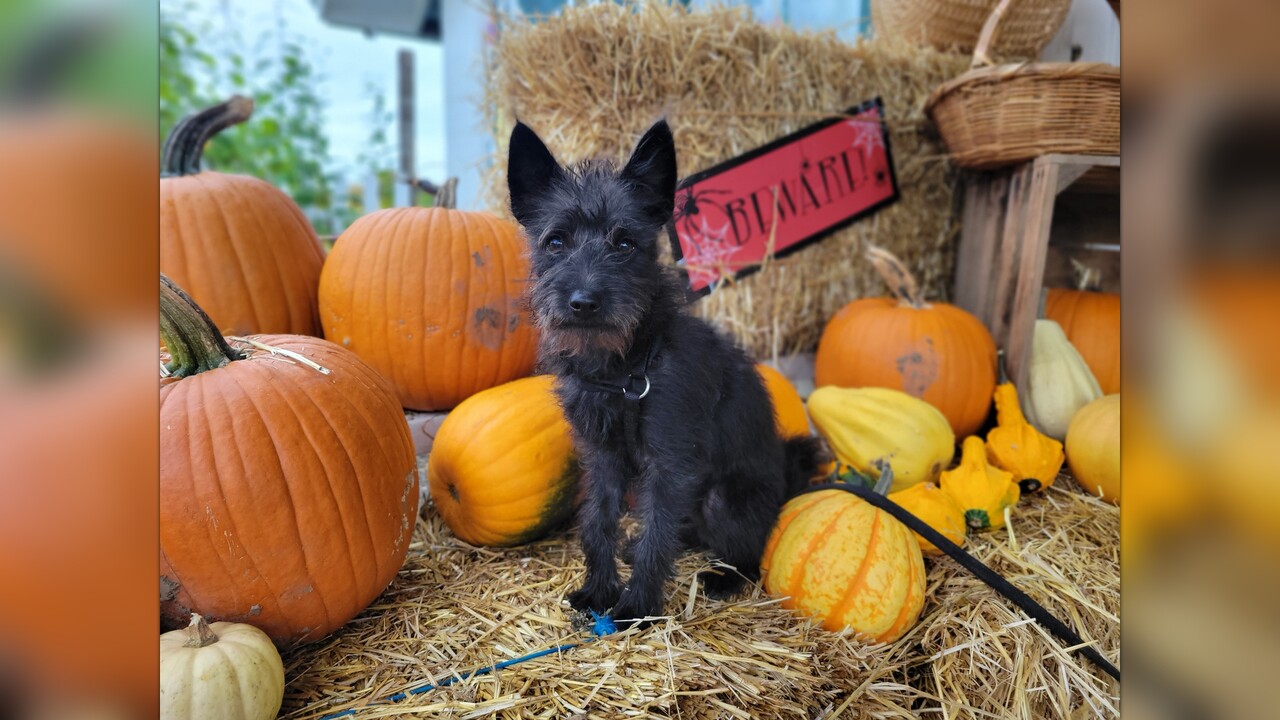 Send Sebastian to Agility Classes! by Jalinn Pennock