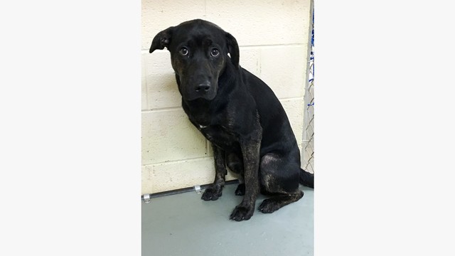 162845, Gerald, Male Lab Mix, Calm, Gentle, by Partners for Pets, Inc.