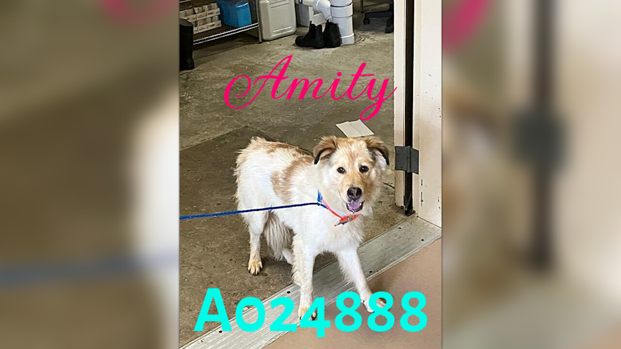 A24888 AMITY- MIX BREED - URGENT LIST - CLAYTON COUNTY ANIMAL CONTROL ...