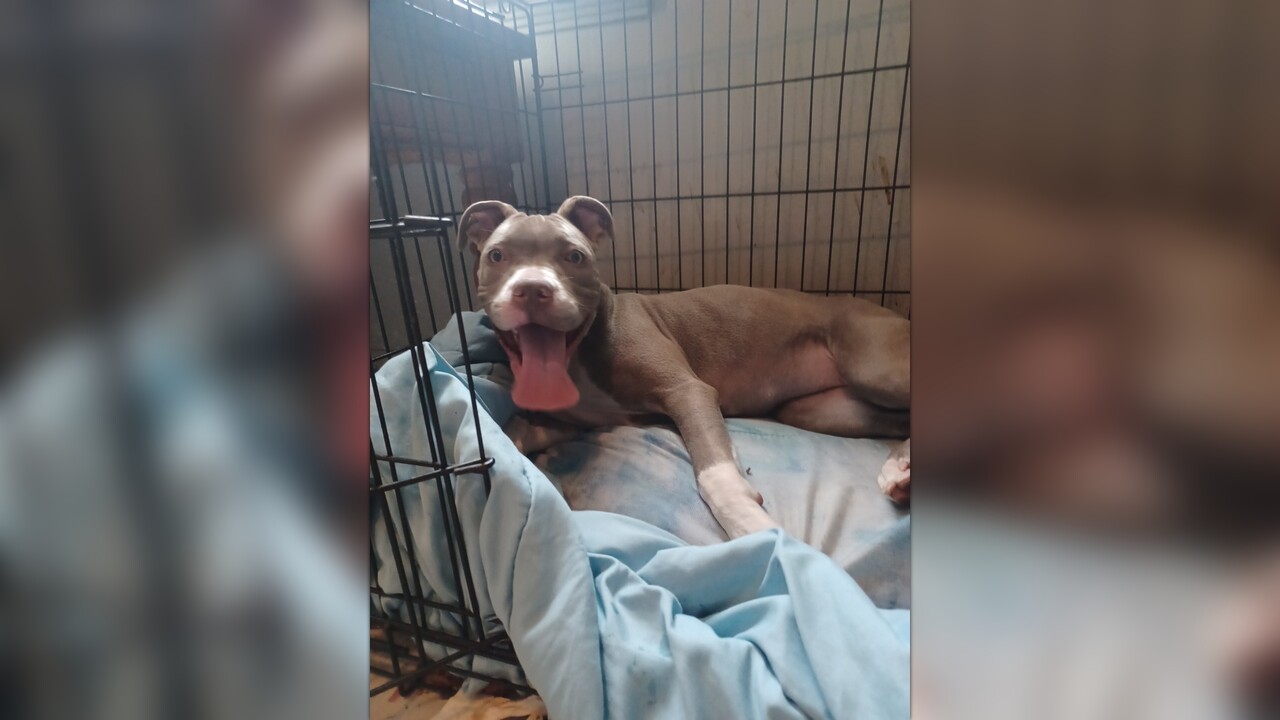 Unleashed Animal Rescue And Outreach. by Jared Merkle