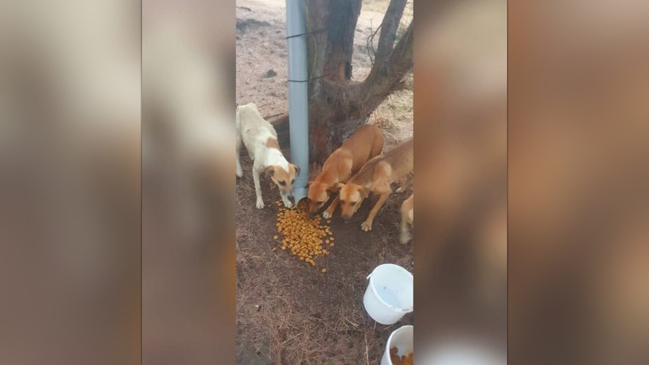 Help us care for countless stray dogs in the South of Mauritius by Woof ...