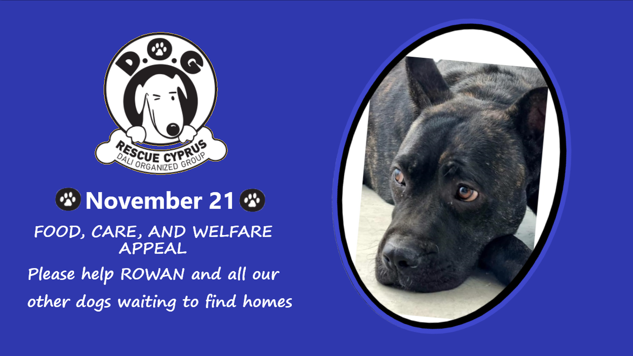 NOVEMBER 2021 - FOOD, CARE & WELFARE APPEAL by D.O.G Rescue Cyprus ...