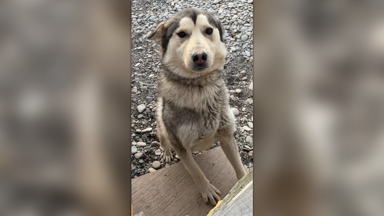 Help Rescue Point Hope Dogs by Alaskan Animal Rescue Friends