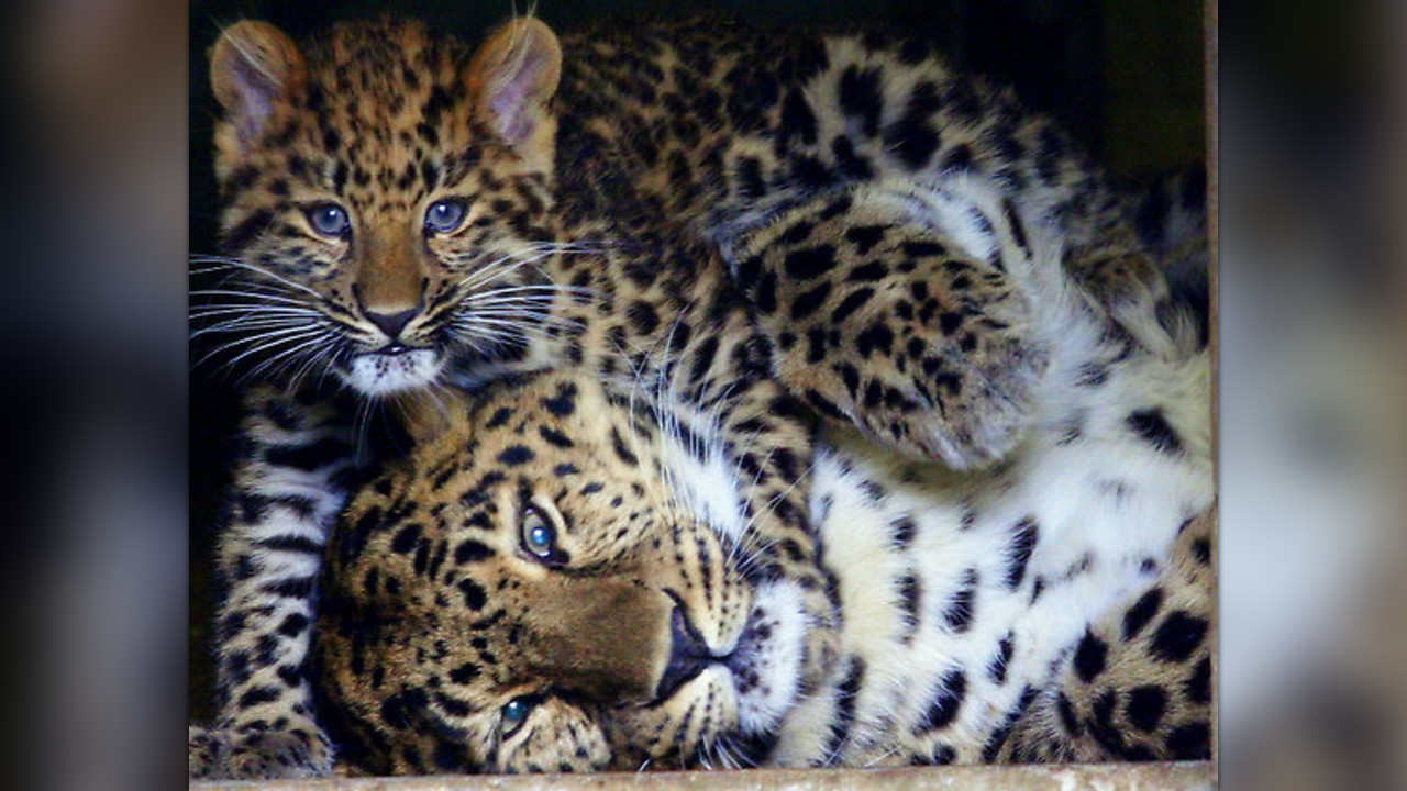 All In For The Amur Leopards by Students With A Dream