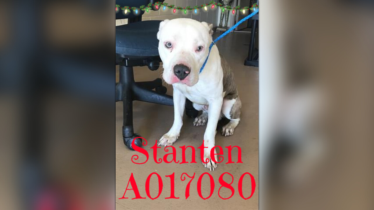 A17080 STANTEN - URGENT LIST - Clayton County AC by Partners for Pets, Inc.