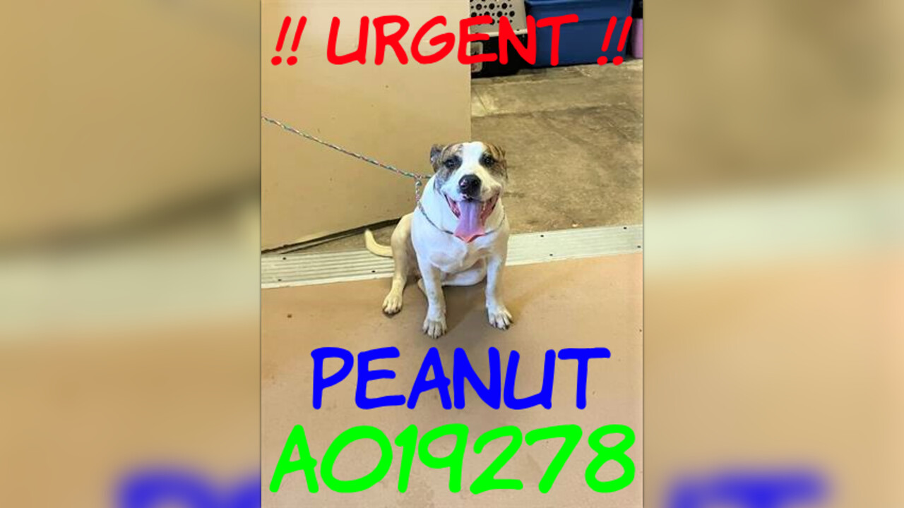 A19278 PEANUT - URGENT LIST FOR SPACE - Clayton County Animal Control ...