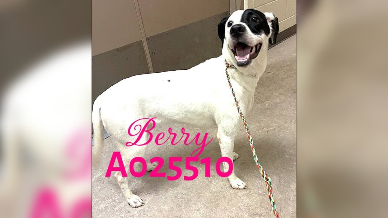 A25510 BERRY-MIX BREED-URGENT LIST FOR SPACE - CLAYTON COUNTY ANIMAL ...