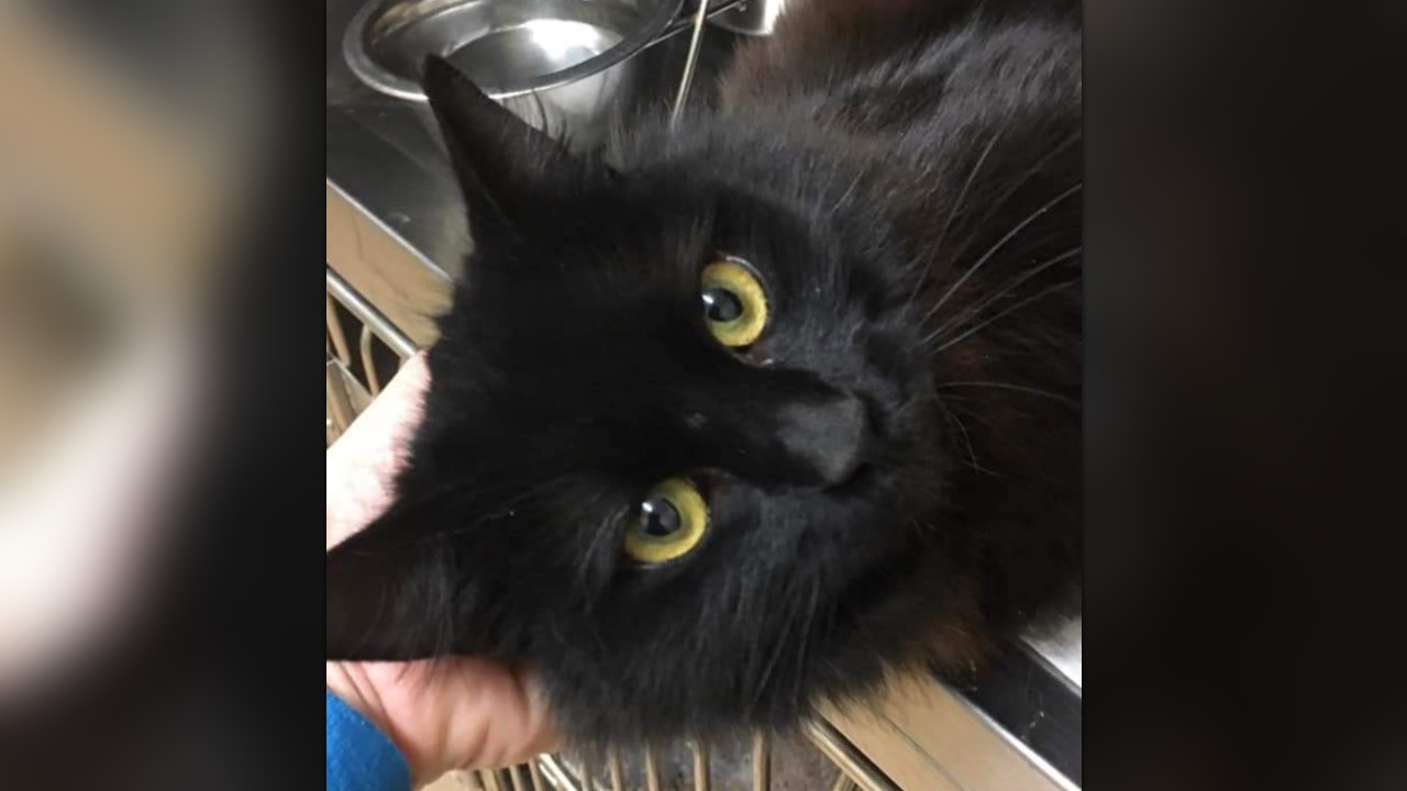 Kathy Meth contributed $100 to Black Cat at Risk in Overcrowded Shelter ...