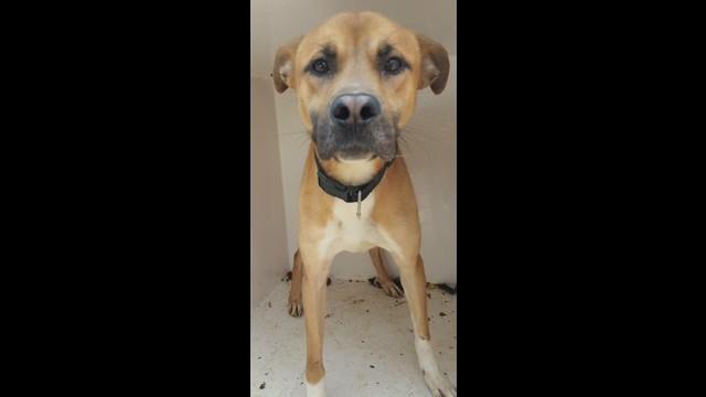 152864 TONY ~ Male Pit by Partners for Pets, Inc.
