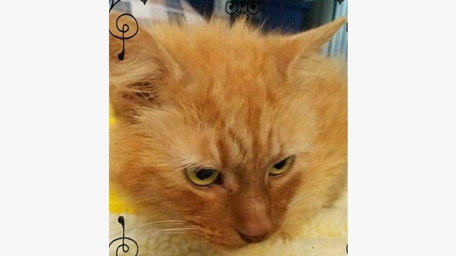 Adult Cat In Danger During Kitten Season! by Last Chance Animal Rescue Fund