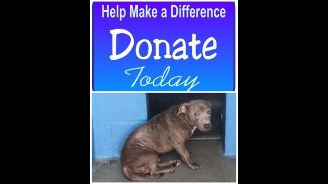 Robin Seropian contributed $20 to Poor Zeus Has A Skin Condition ...