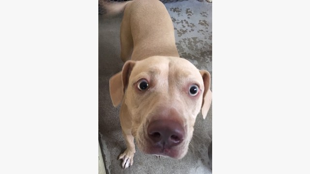 #163266 EGGNOG Lab/ Pit Bull mix, female young by Partners for Pets, Inc.