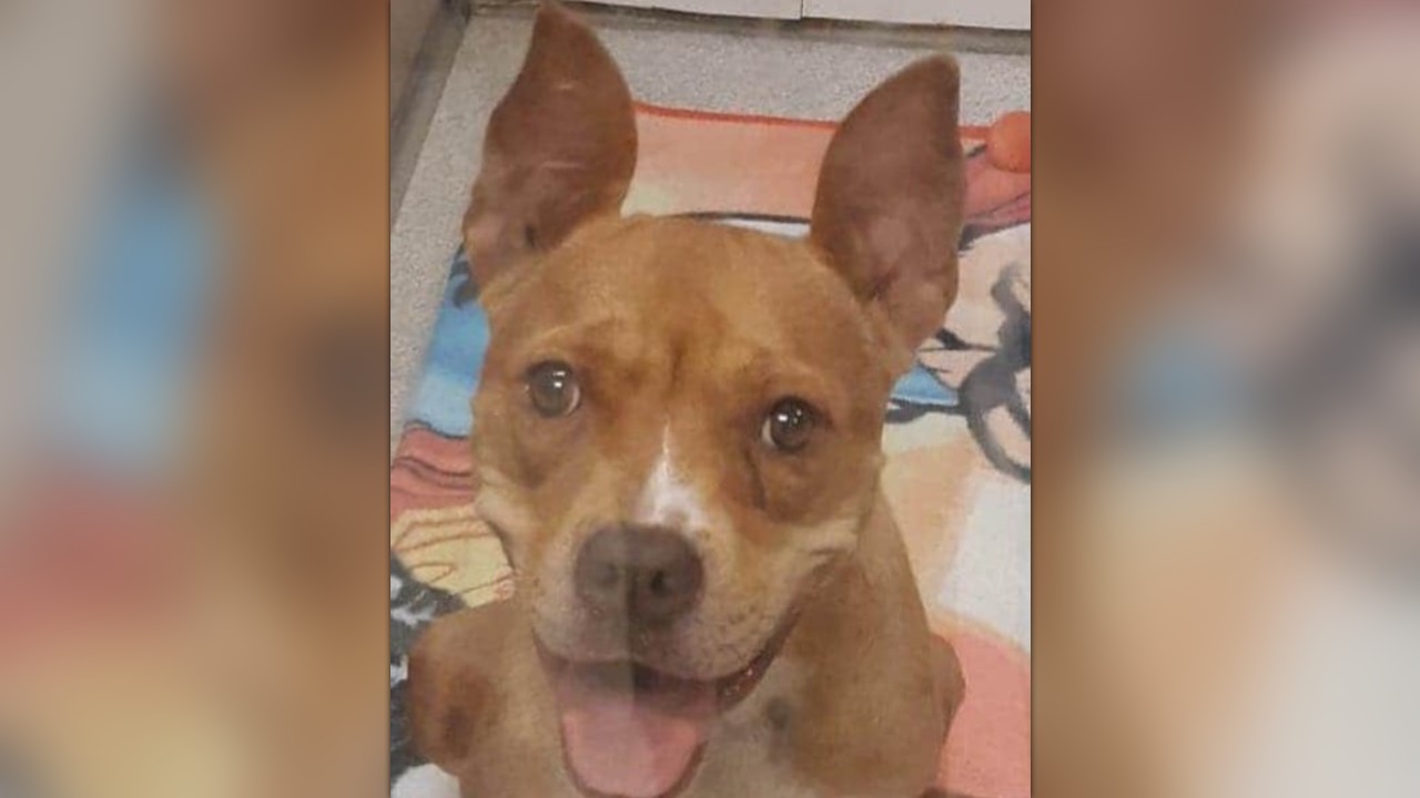 RUNNING OUT OF TIME! Please Help Us Rescue Autumn! by Last Chance ...