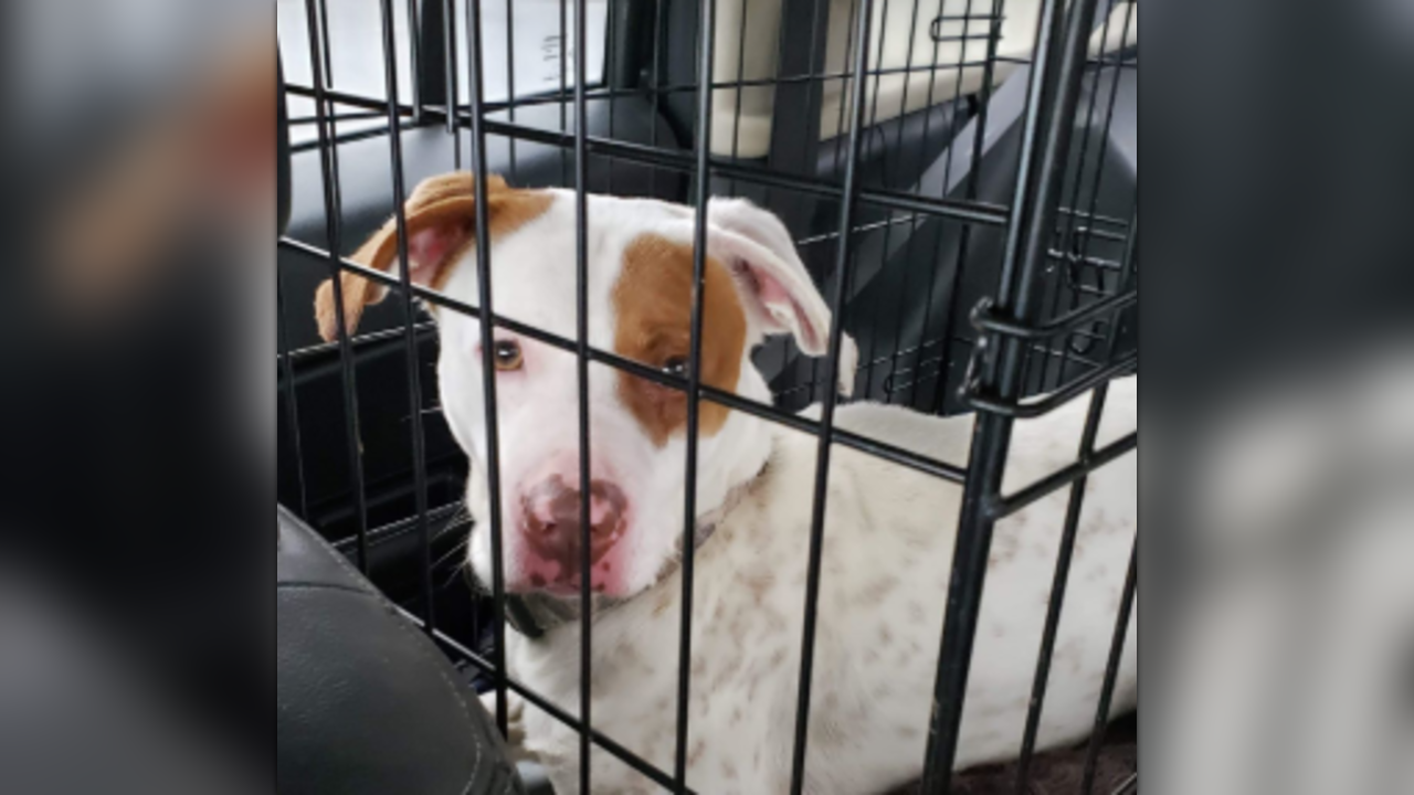 Help Sponsor Bentley's Rescue! by Last Chance Animal Rescue Fund