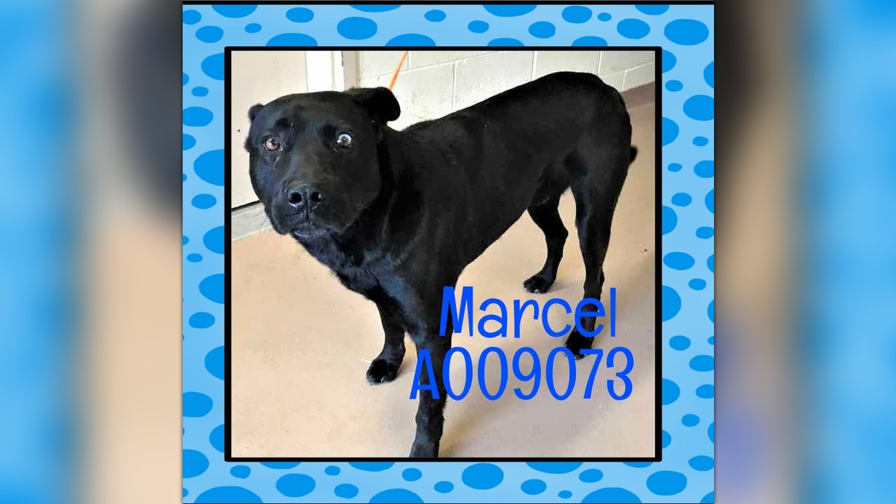 Lisa Zier contributed $10 to A009073 MARCEL-URGENT List -Clayton County AC