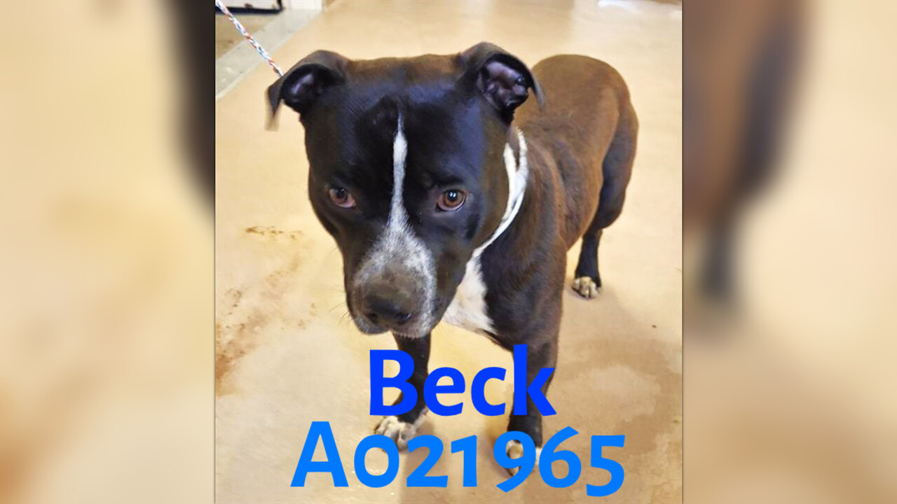 A21965 BECK - URGENT LIST for SPACE - Clayton County Animal Control by ...