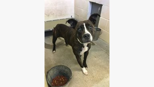 163343 CLOVE pit mix female Clayton County AC by Partners for Pets, Inc.