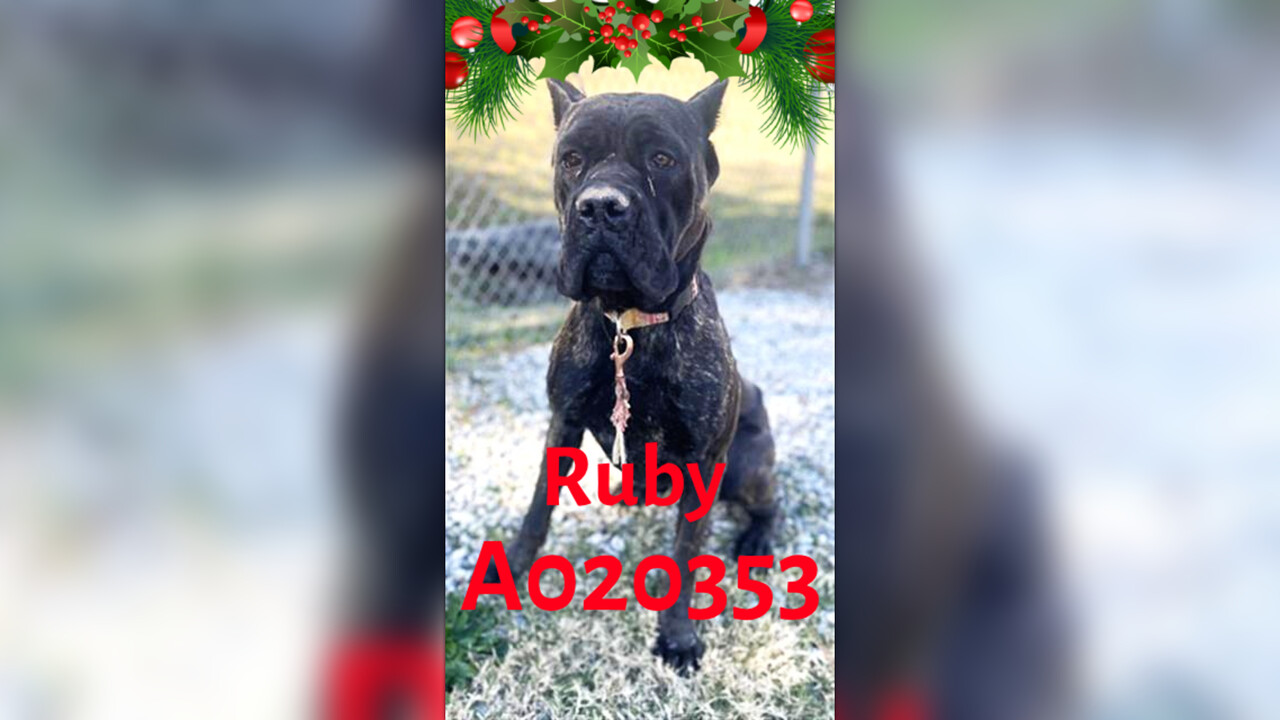 A20353 RUBY- CANE CORSA - URGENT LIST for SPACE, Clayton County AC by ...