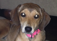 Gypsy Chic Vet Fund by Laura Brickey Koch