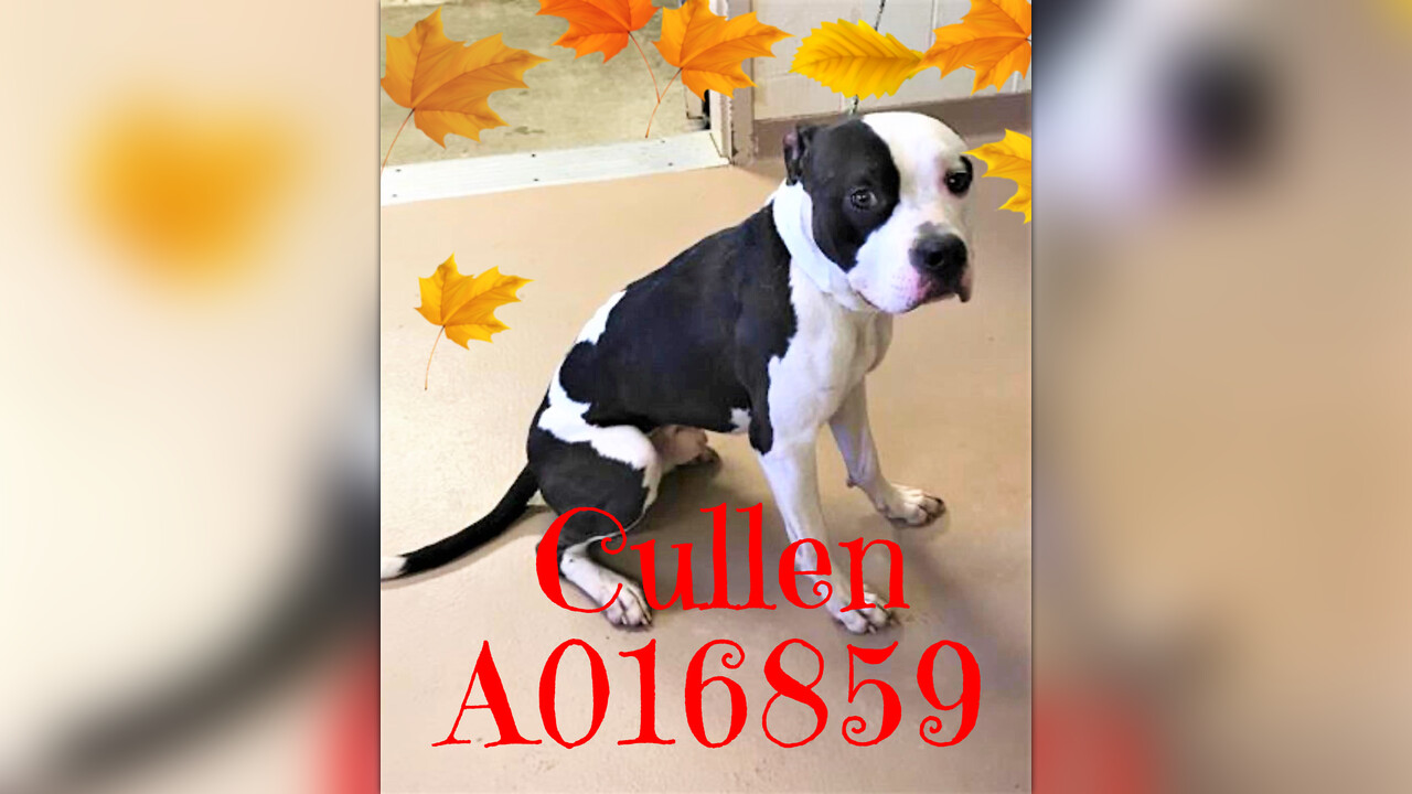 A16859 CULLEN - URGENT LIST - Clayton County AC by Partners for Pets, Inc.