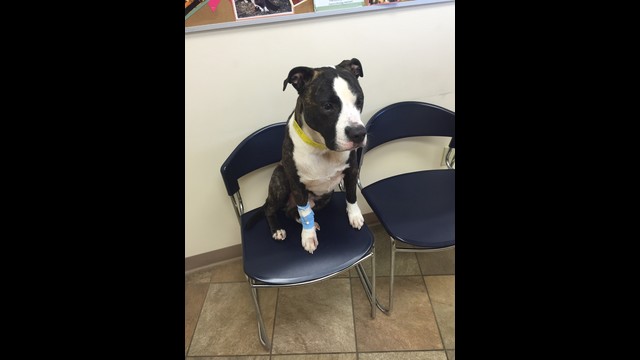 Tiffany Jacobson posted a story update on Help Brody get the vet care ...