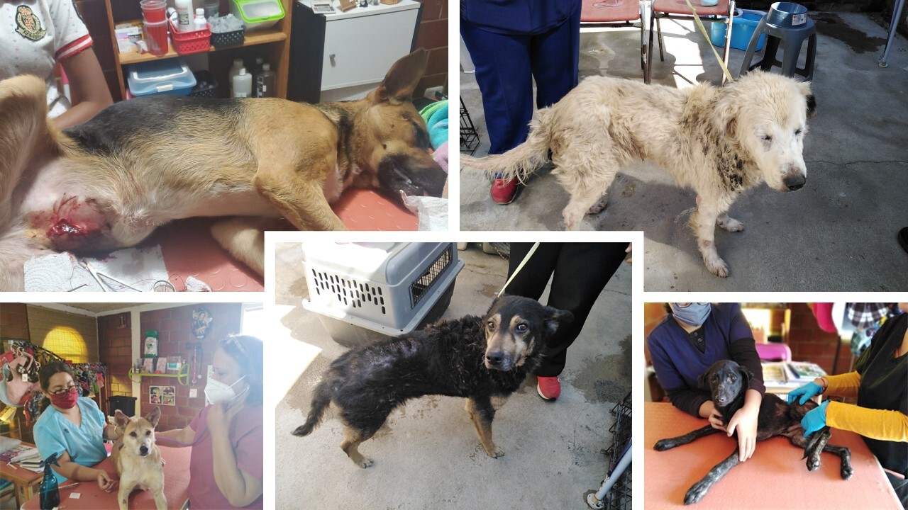 5 homeless pups need your help to afford medical treatment by People ...