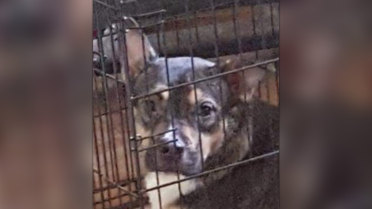 Floyd Has Just Lost The Only Home He Has Ever Known, Please Help Us ...