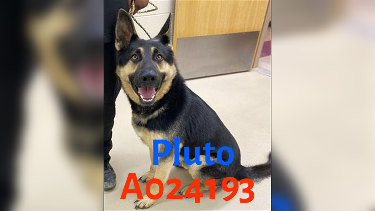 A24193 PLUTO - GERMAN SHEPHERD - URGENT LIST - CLAYTON COUNTY ANIMAL CONTROL by Partners for ...