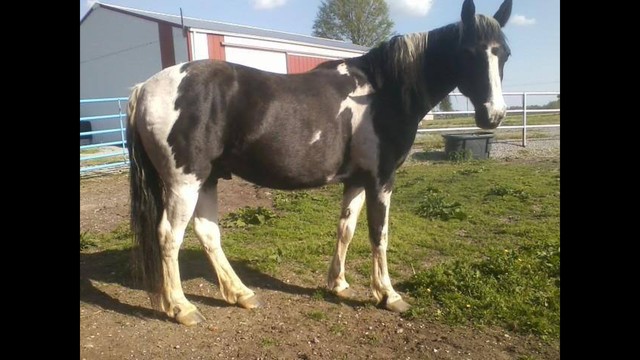 Help Noah's Ark Rescue 2x2 save more animals by Melissa Talley