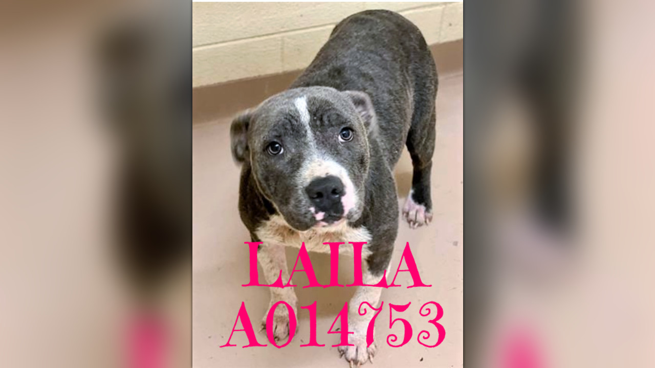 A14753 LAILA - URGENT List - Clayton County AC by Partners for Pets, Inc.