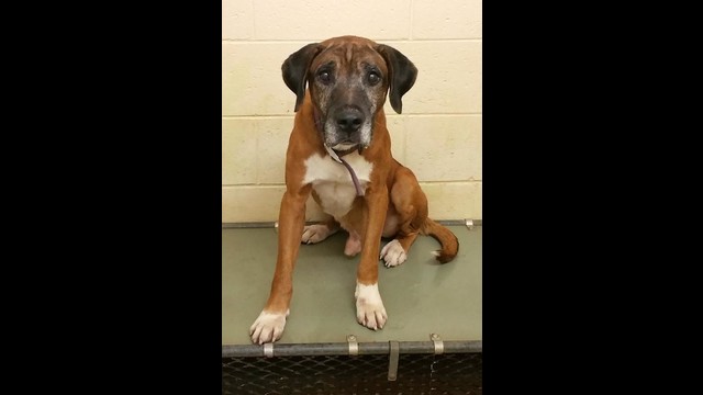 153378 COOLIO Male Hound Mix by Partners for Pets, Inc.