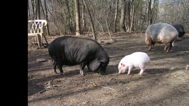 The Pigs Need Your Help for Expansion Projects by Whispering Rise Farm ...