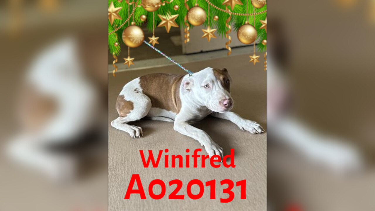 A20131 WINIFRED -5 month old puppy - URGENT LIST for SPACE - Clayton ...