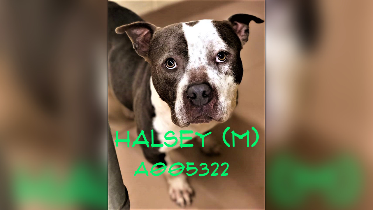 A005322 HALSEY-URGENT kill list for space-Clayton County AC by Partners ...