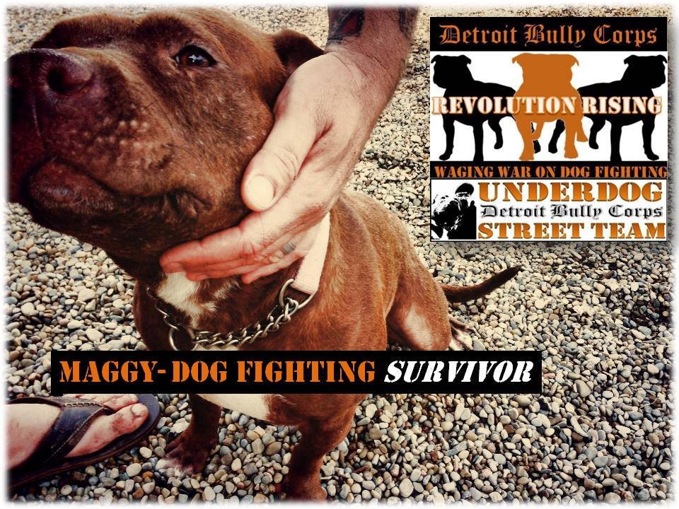 Detroit Bully Corps posted a story update on Detroit Bully Corps- Anti ...