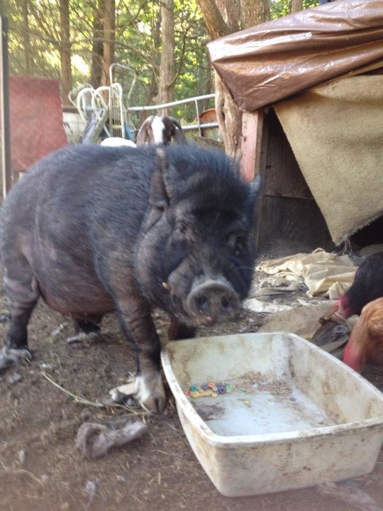 Dawn Wilmoth-Midgley posted a story update on The 3 senior pigs are ...