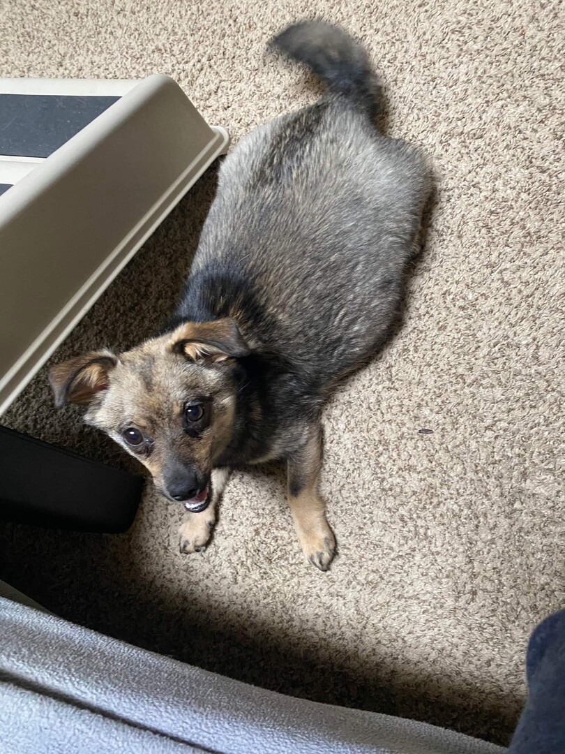 Alaskan Animal Rescue Friends posted a story update on Help little ...