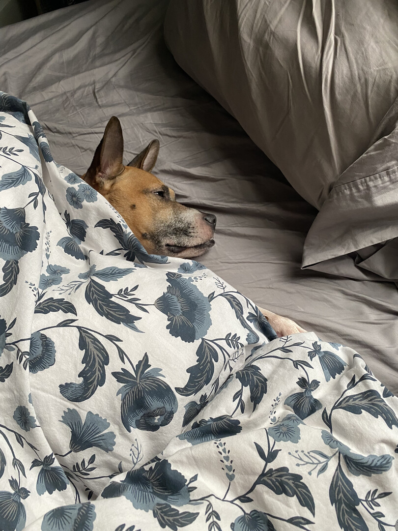 Dead Gremlin Comix posted a story update on Ricochet and the Fangz ...