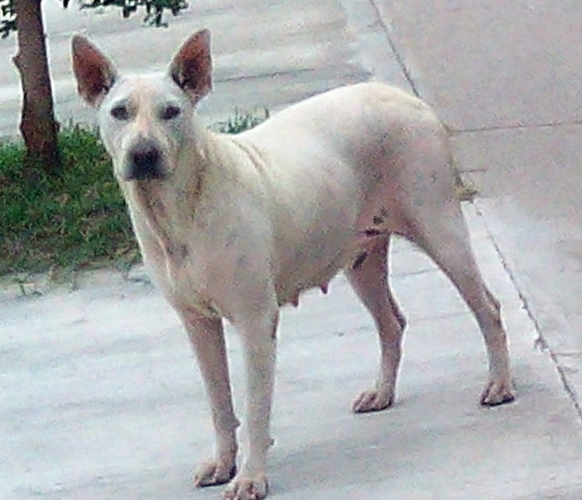 Flower Fowler posted a story update on Stray Dogs of Mexico