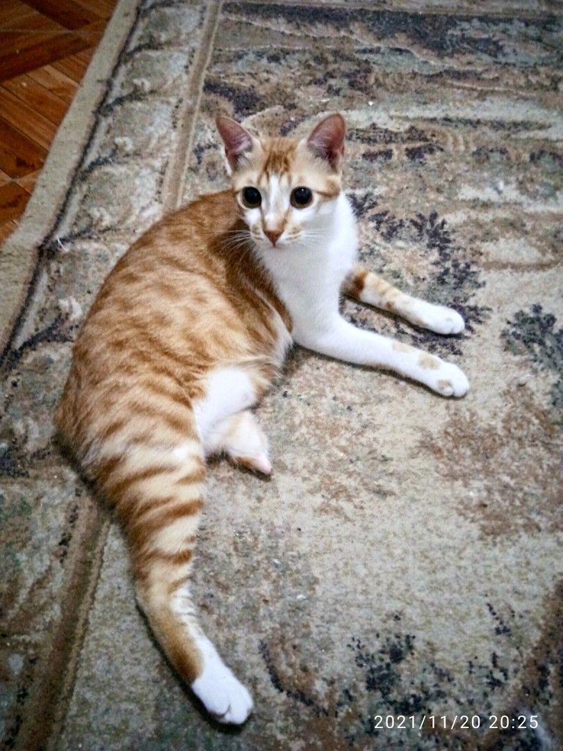 Amr Saaid posted a story update on Urgent, help Amr treat and shelter ...