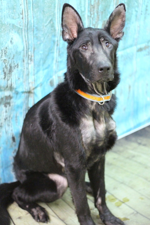 Alaskan Animal Rescue Friends posted a story update on Please Help With ...