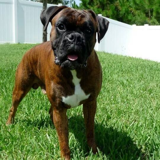 Berlin Boxers posted a story update on Caden's Hope - Money for Boxer ...