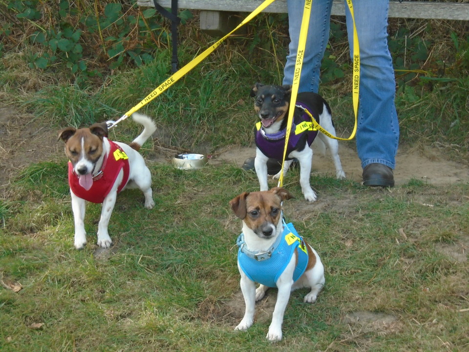 Andree Ralph posted a story update on SCRUFFY'S FIELD - Secure Dog ...