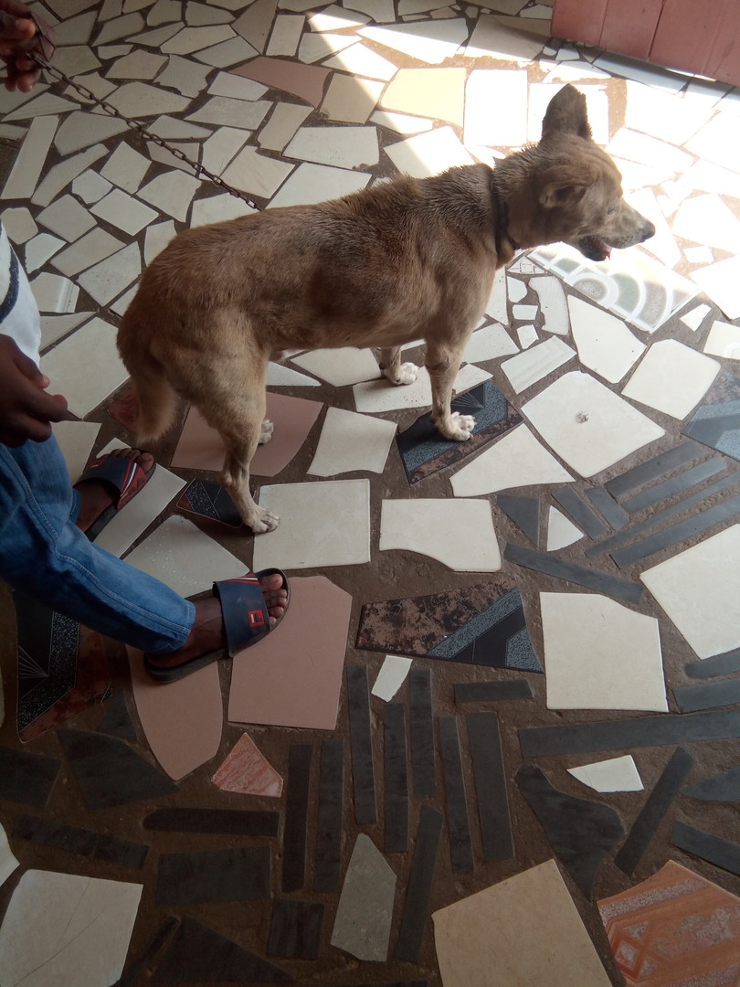 SANCORE Animal Rescue and Animal Shelter posted a story update on Help ...