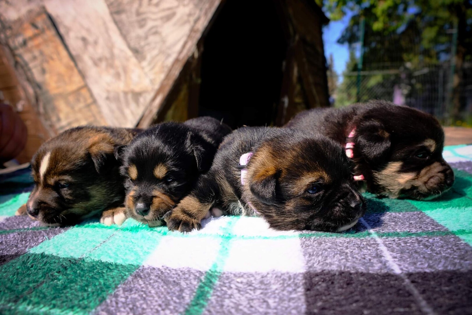 Alaskan Animal Rescue Friends posted a story update on Help little ...