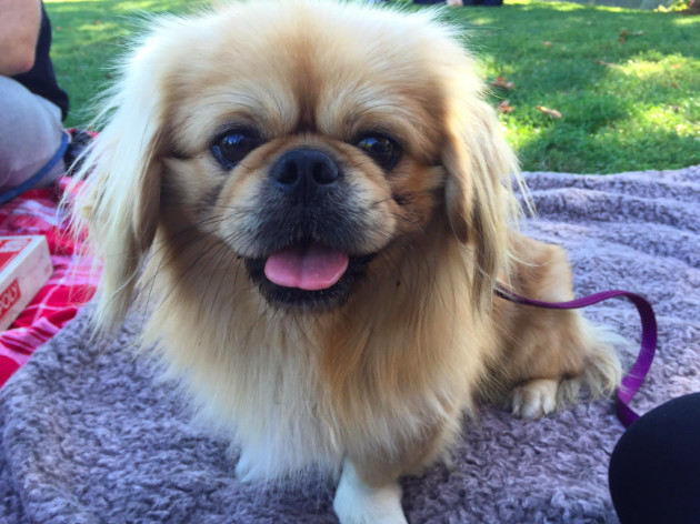 Social Tees Animal Rescue posted a story update on HELP US RESCUE THIS ...