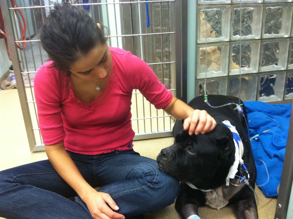 Luis Pinto posted a story update on Pet with surgery complications