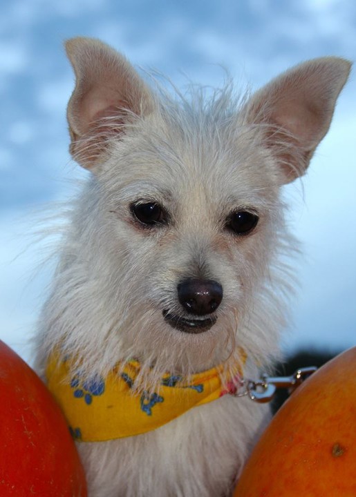 Furry Friends Foster and Rescue, Inc. posted a story update on FFFR ...