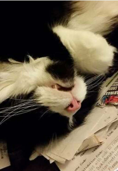 Crickle Coppernaut posted a story update on help care for strays & cat ...